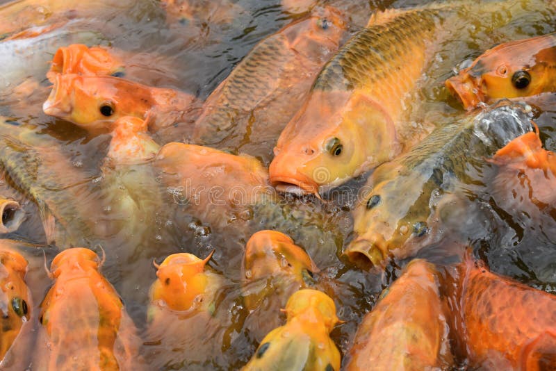 A Batch of Fish is Being Fed Stock Image - Image of bambu, pond: 206628057