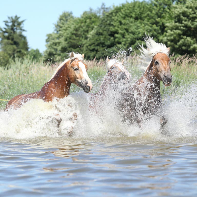 Batch of Haflingers in Water Stock Image - Image of moving, herd: 31776765