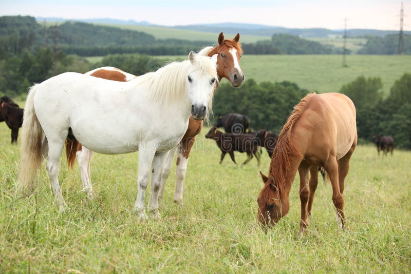 Batch of Horses Resting on Pasturage Stock Image - Image of herd, rest ...