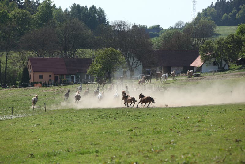 Batch of Horses Running Away in the Dust Stock Image - Image of brown ...