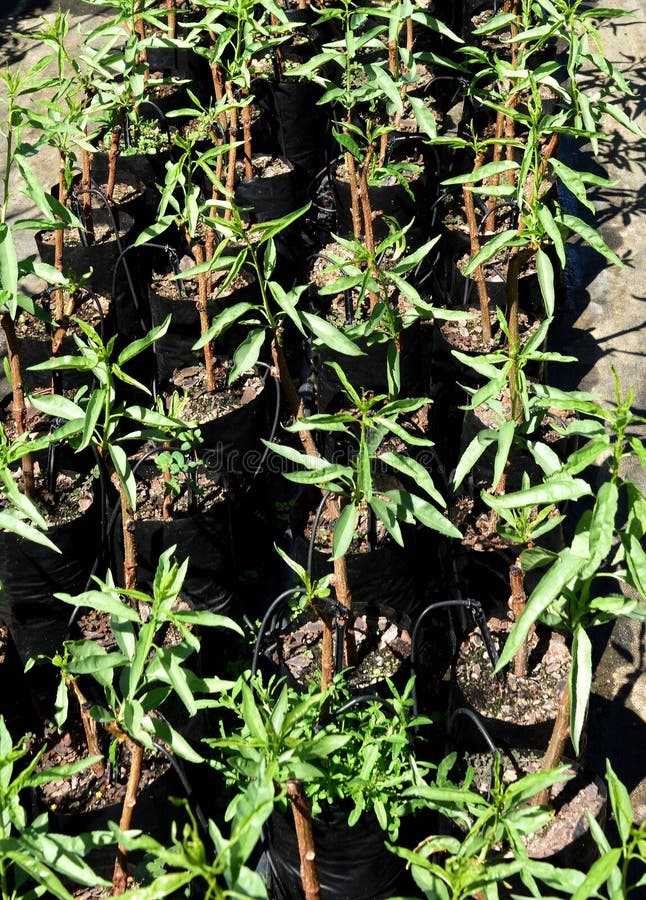 A Batch of Peach Rootstocks Under Netting Stock Photo - Image of ...
