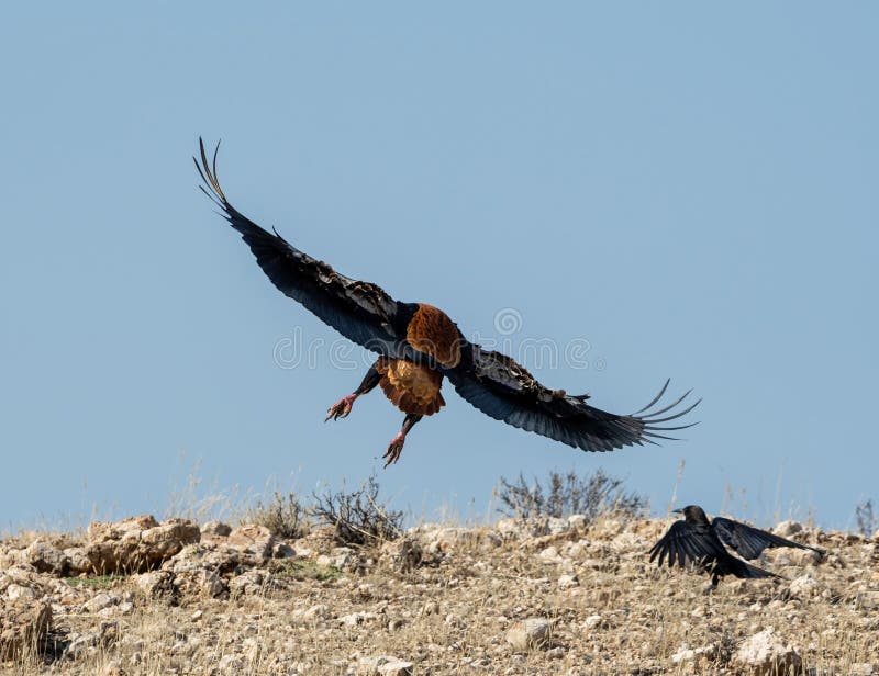 Bateleur Eagle stock image. Image of raptor, bird, grass - 255081817