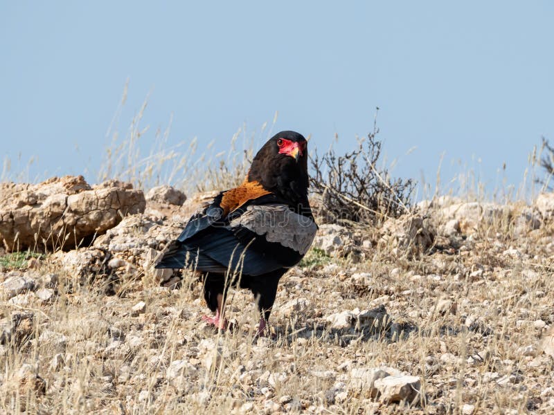 Bateleur Eagle stock photo. Image of orange, ecaudatus - 255081846