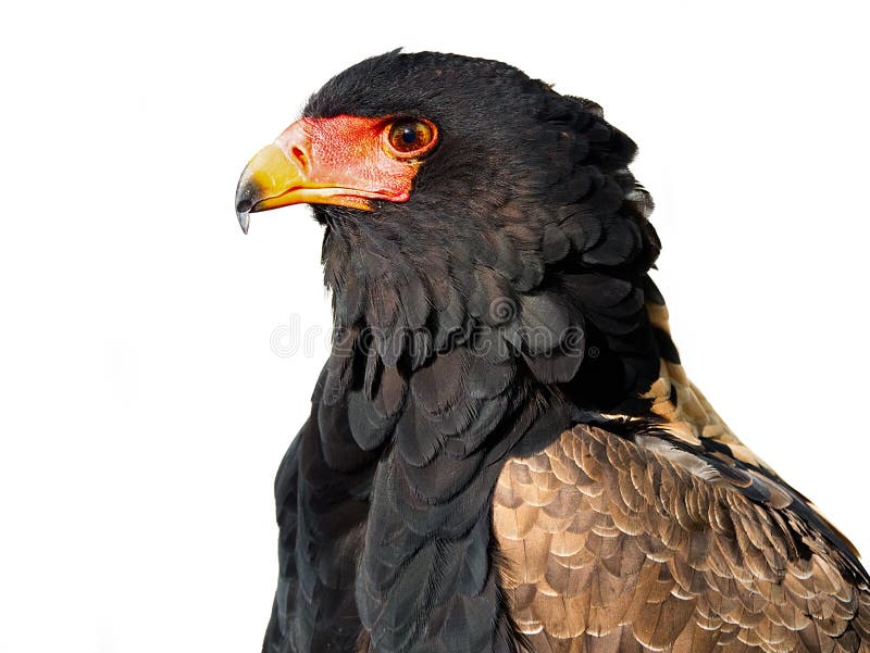 760 Eagle Side Profile Stock Photos - Free & Royalty-Free Stock Photos ...