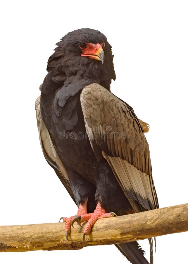 Bateleur, a Medium-sized Eagle in the Family Accipitridae. Isolated ...
