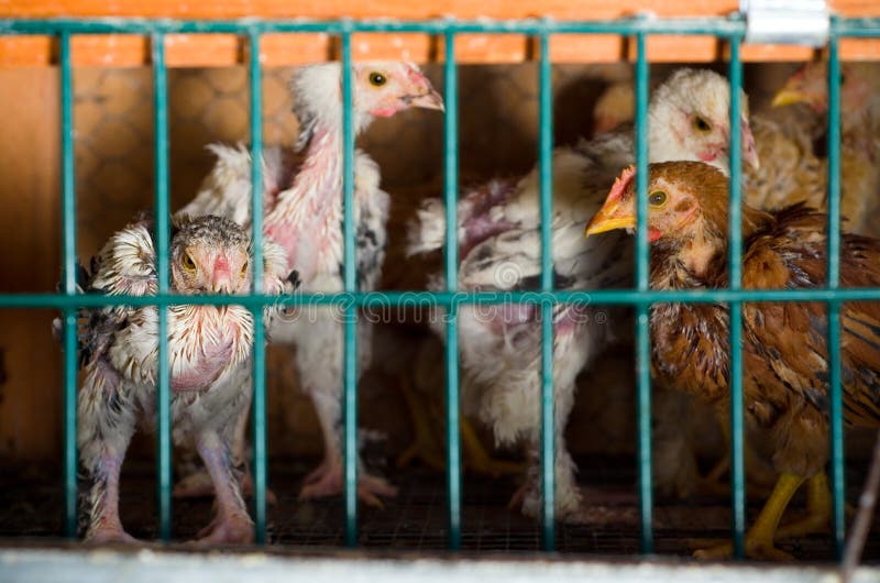 2,035 Pollo Triste Fotos de stock - Fotos libres de regalías de Dreamstime