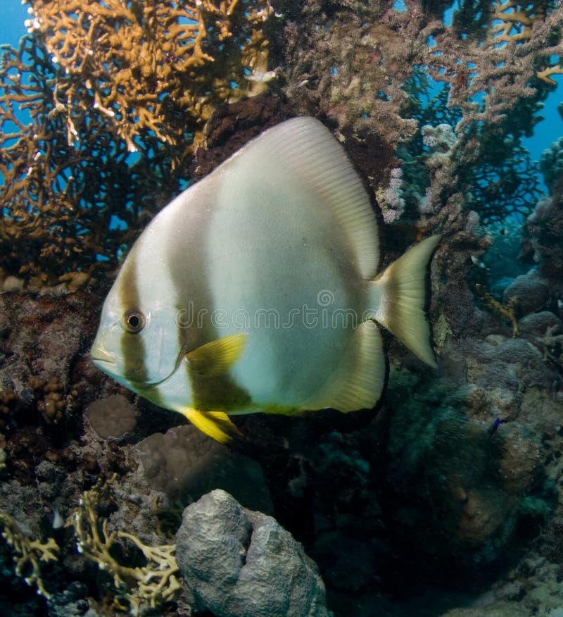 Batfish stock photo. Image of batfish, nature, egypt - 13582038
