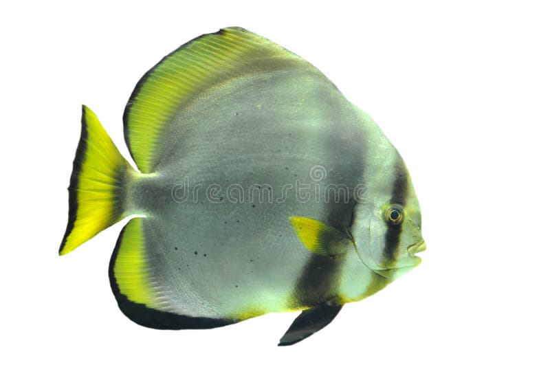 Sea Fish Horned Boxfish, Lactoria Cornuta, Longhorn Cowfish. Reef Fish ...