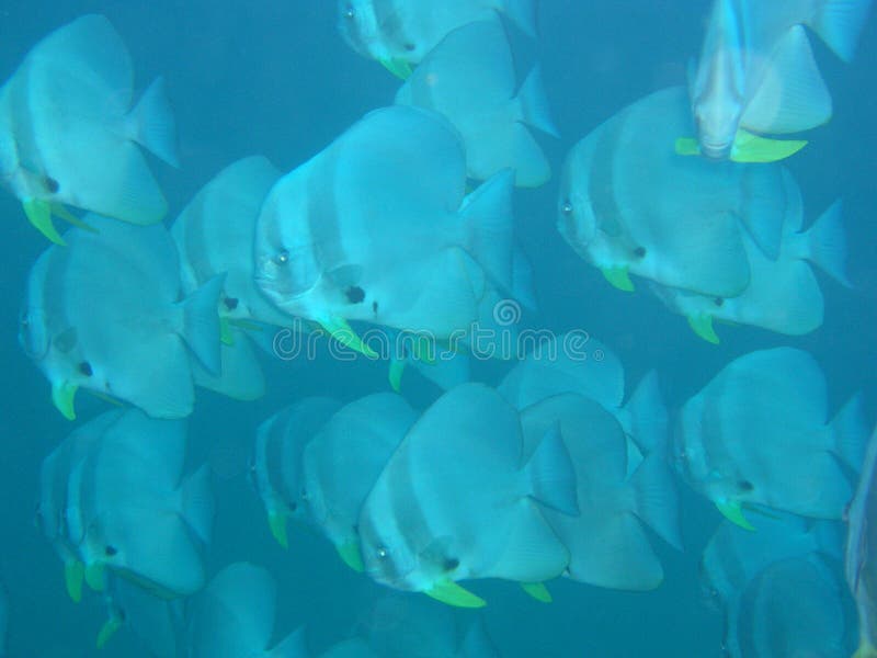 Batfish stock image. Image of marine, underwater, batfish - 27550595