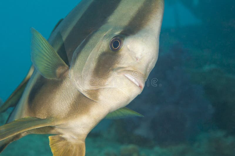 Batfish De Longfin Em Um Recife Coral Foto de Stock - Imagem de ...