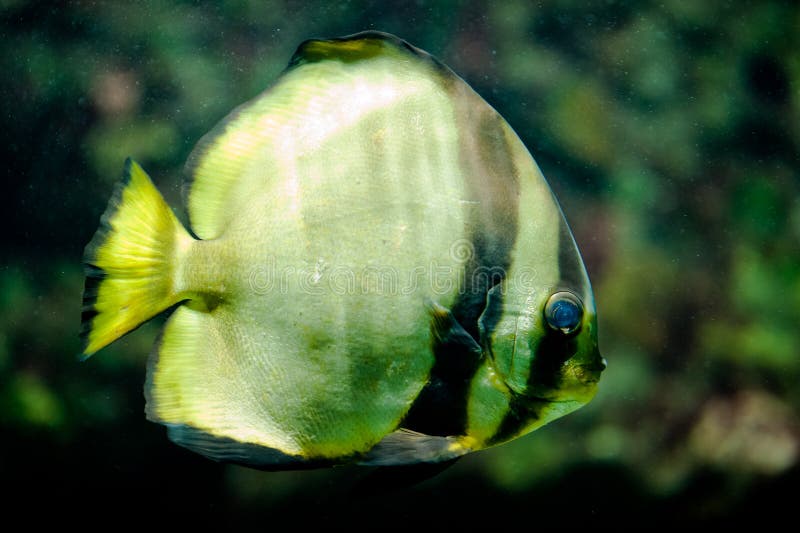 Batfish orbicular imagen de archivo. Imagen de acuario - 13078997