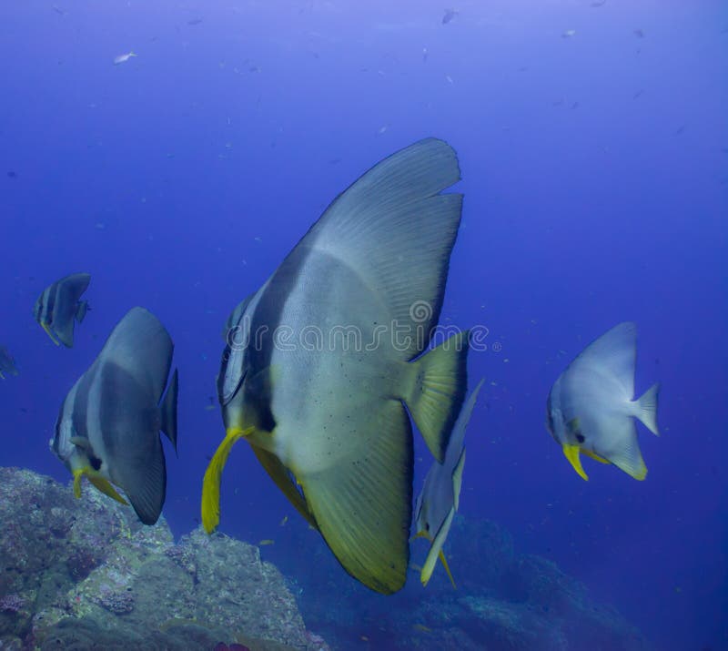 Bat fish - Maldives stock photo. Image of traveling, paradise - 10120094