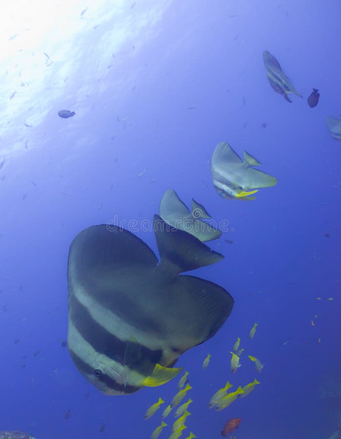 Batfish stock image. Image of animal, fish, island, nature - 32055627