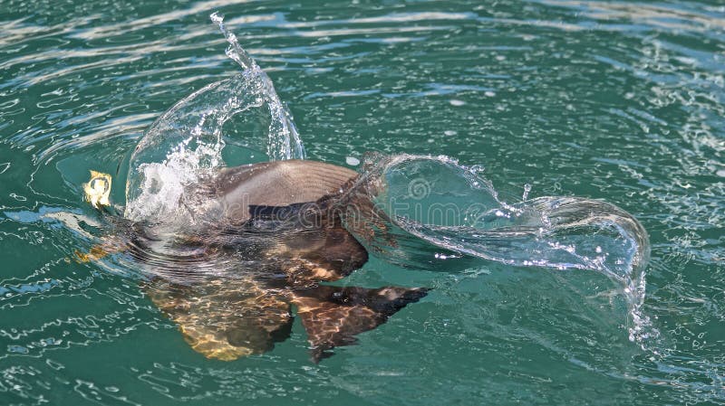 A batfish rises for food stock image. Image of fish, edge - 63934701