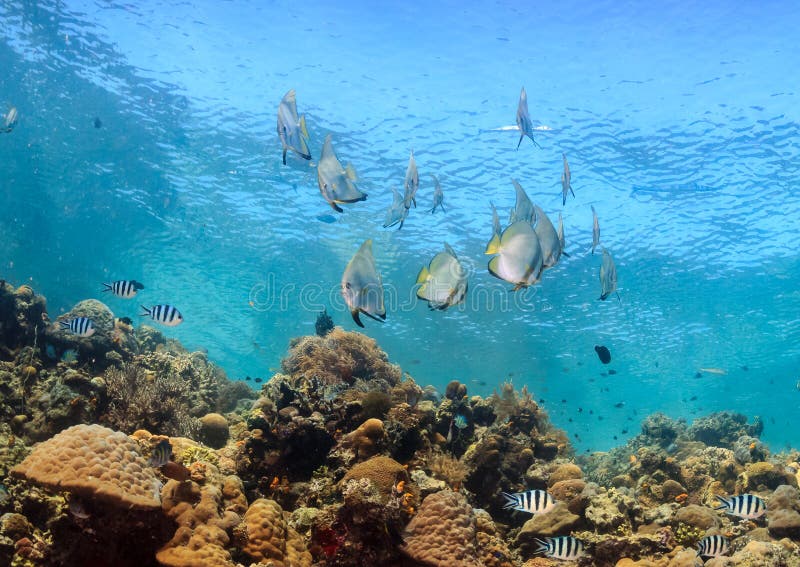Batfish and Tropical Fish on a Shallow Reef Stock Image - Image of ...