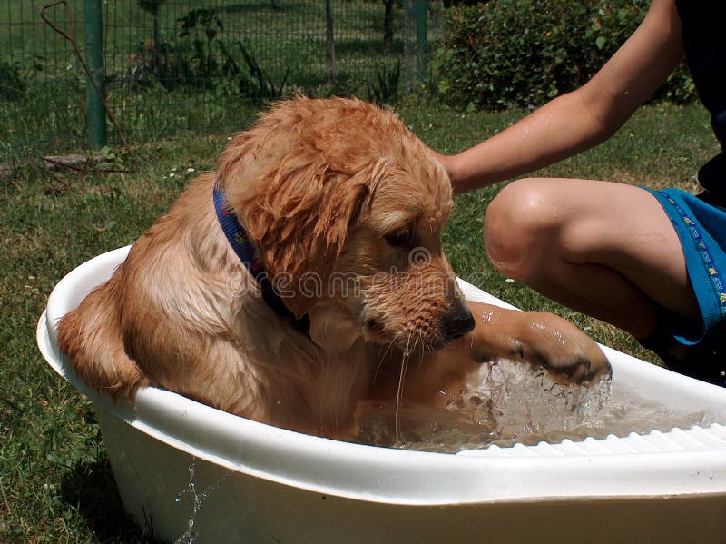 Bath stock image. Image of summer, mammal, animal, breed - 7672703
