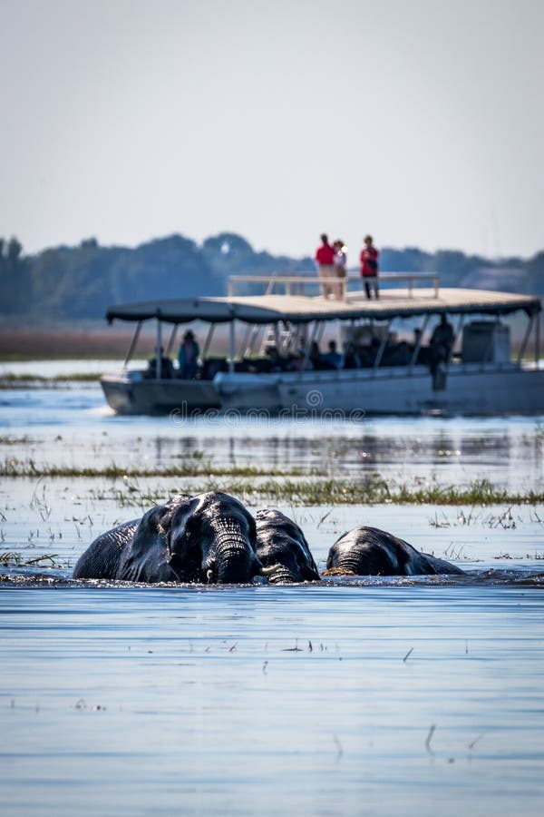 In the bath 3 stock photo. Image of mother, water, africa - 104467442