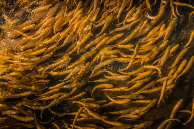 Bath Filled with Fish on the Trout Farm Stock Photo - Image of river ...