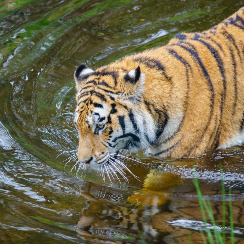 Tiger Bath stock image. Image of rare, mouth, feline - 10796999
