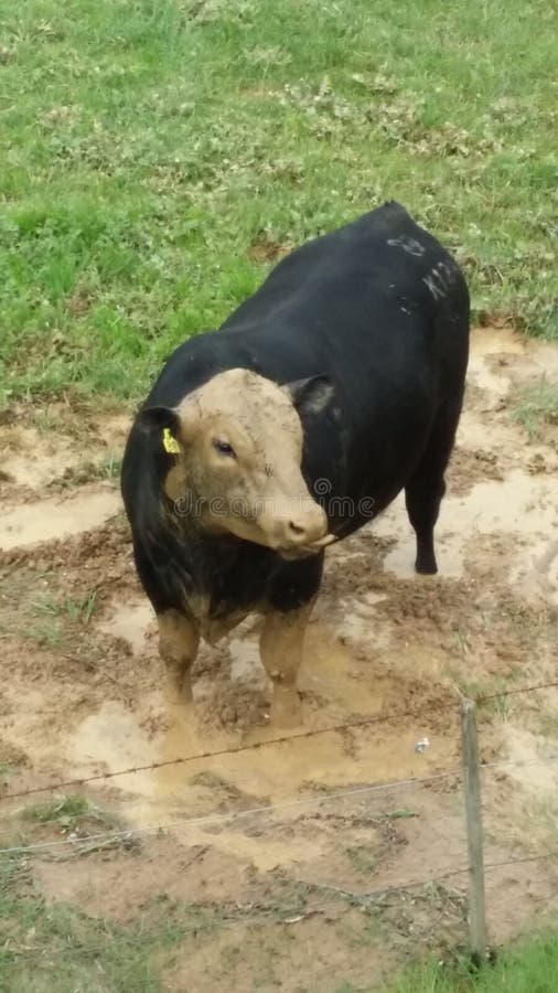 Bath time stock photo. Image of bath, playing, bull, time - 85894268