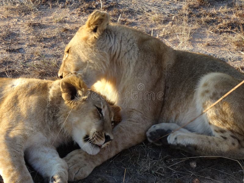 Bath time stock photo. Image of bathtime, clean, keeping - 62481062
