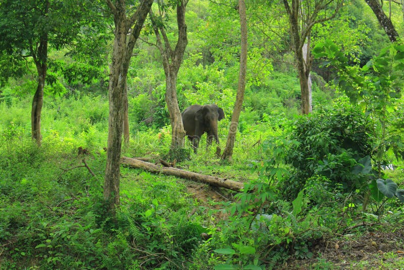 Bathe the Sumatran Elephant with the Handler Stock Image - Image of ...