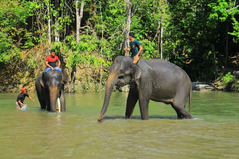 Bathe the Sumatran Elephant with the Handler Editorial Image - Image of ...