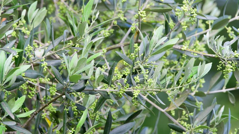 An Olive Tree in Spring, Adorned with Tiny Fruits and Leaves, Basks in ...