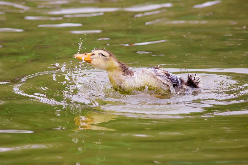Bathing Baby duck stock photo. Image of lake, summer - 39457038