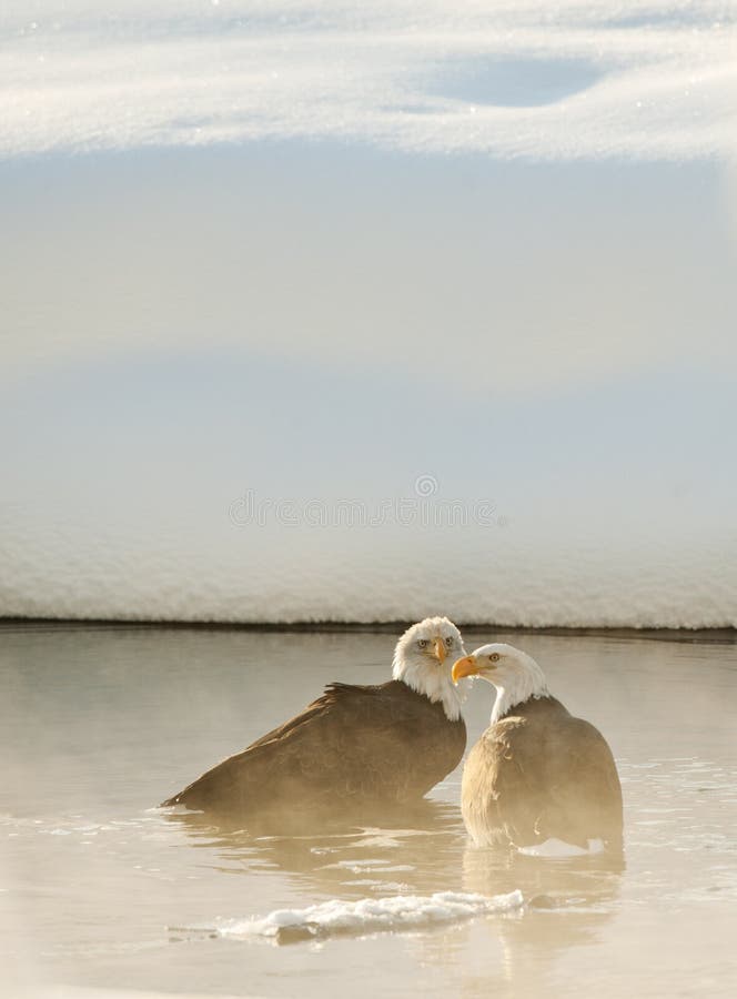 Bathing Bald eagles stock photo. Image of animal, eagles - 22419992
