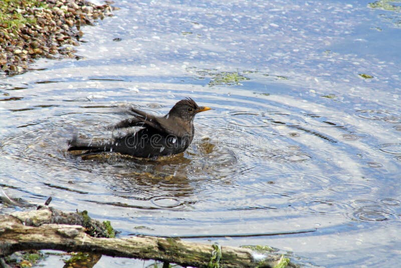 Bathing birds stock photo. Image of ornithology, feather - 20096964