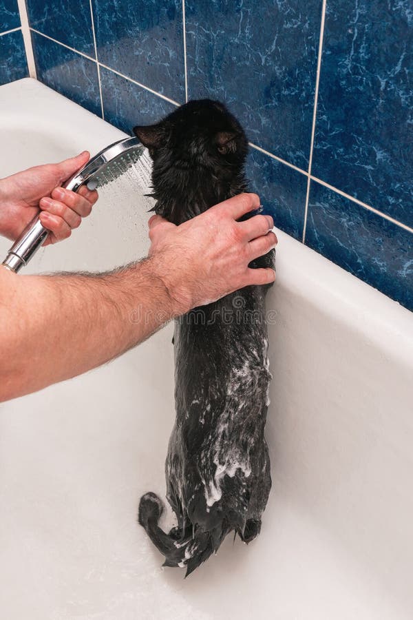Bathing a Black Cat in the Bath Stock Image - Image of foam, frightened ...