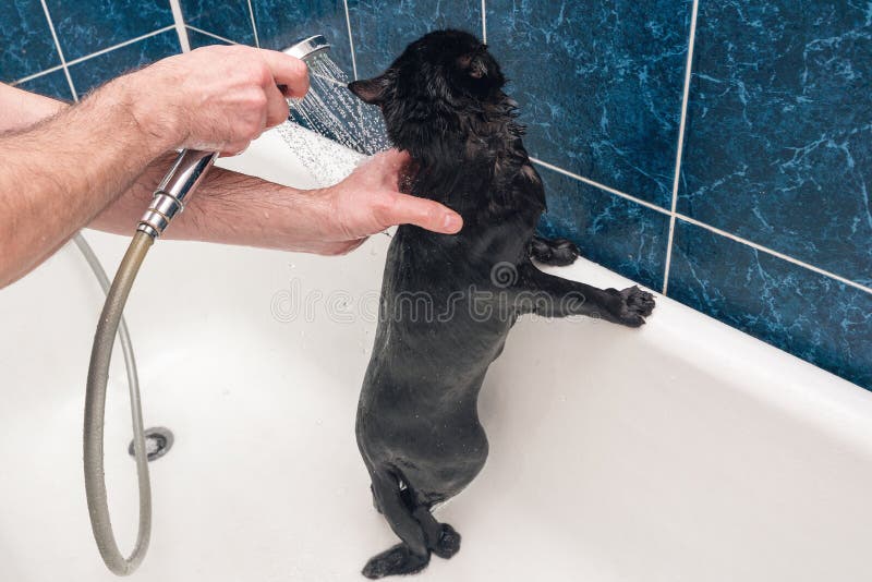 Bathing a Black Cat in the Bath Stock Photo - Image of bath, bathtub ...