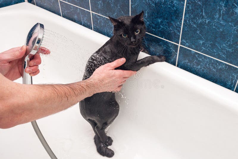 Bathing a Black Cat in the Bath Stock Photo - Image of kitten, mammal ...