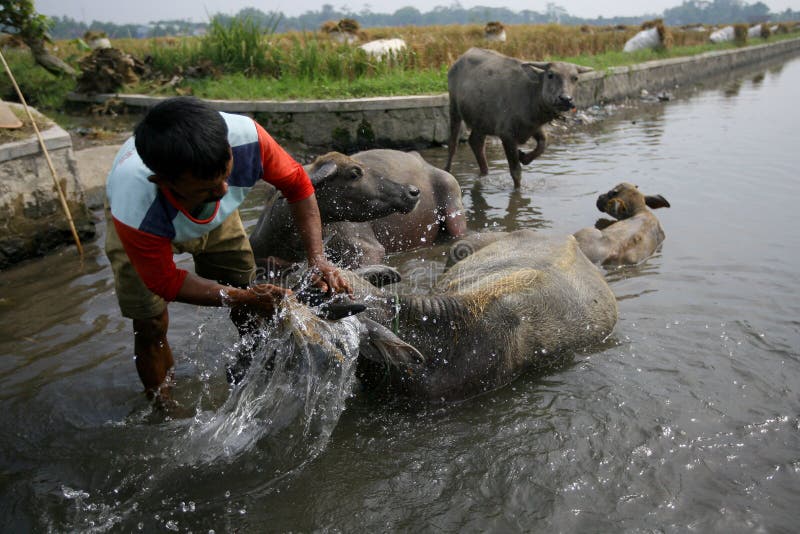 Bathing buffalo editorial photography. Image of river - 41044937
