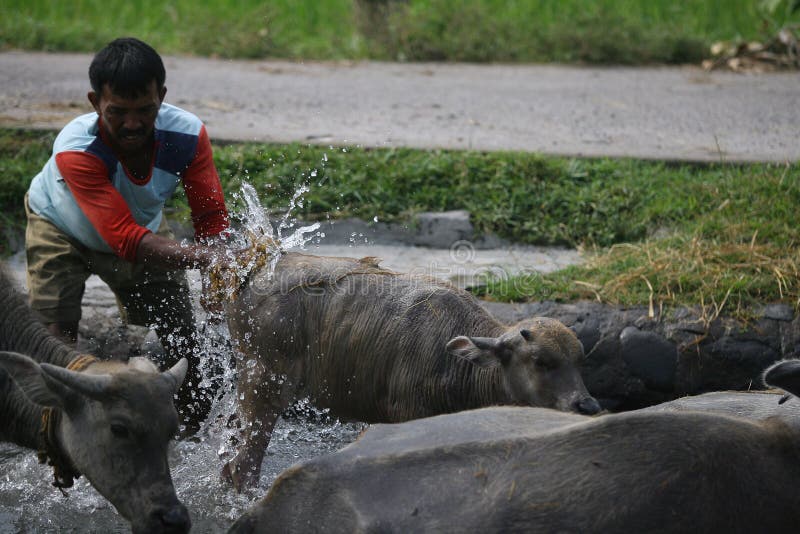 Bathing buffalo editorial stock image. Image of farm - 41668929