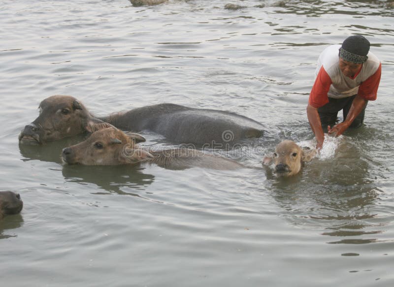 Bathing buffalo editorial image. Image of village, working - 31529510