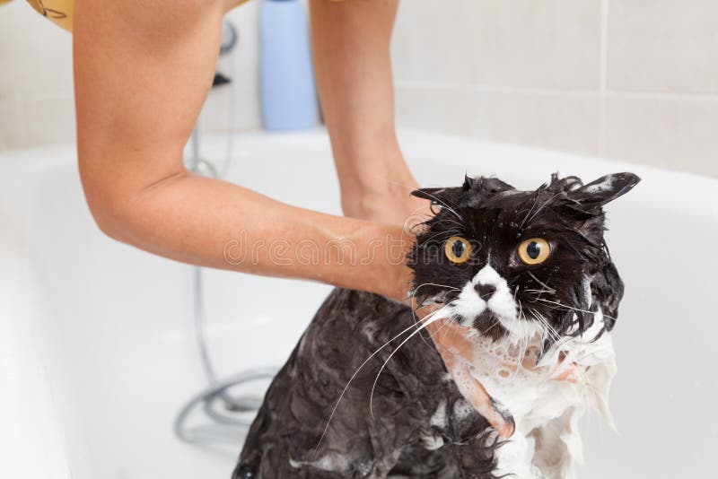 Bathing a cat stock image. Image of animals, sopping - 57727571