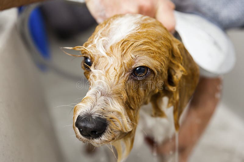 Bathing a cute dog stock photo. Image of hair, hygiene - 82771372