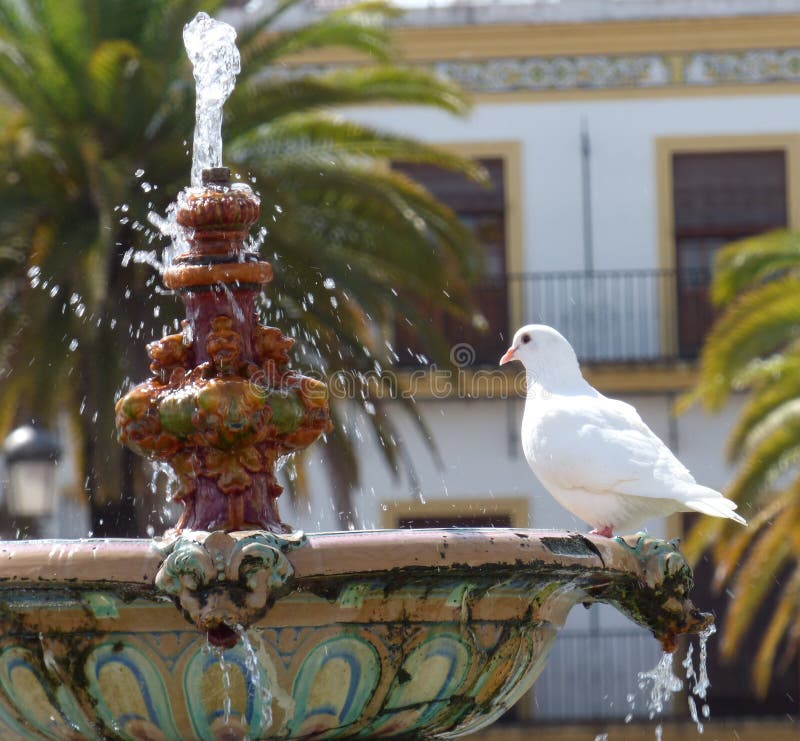 470 Spanish Dove Stock Photos - Free & Royalty-Free Stock Photos from ...