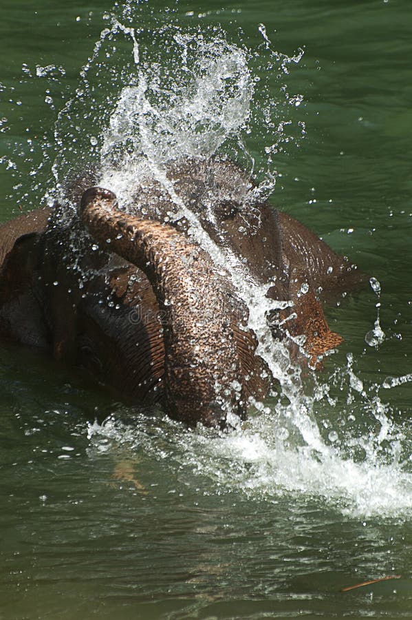 Bathing Elephant stock photo. Image of water, river, aceh - 53976126