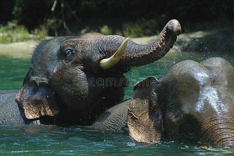 Bathing Elephant stock image. Image of elephant, fresh - 53976505