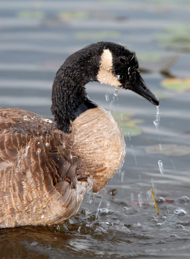 Free Animals (Wildlife) pictures, photos & images - Royalty-Free and ...