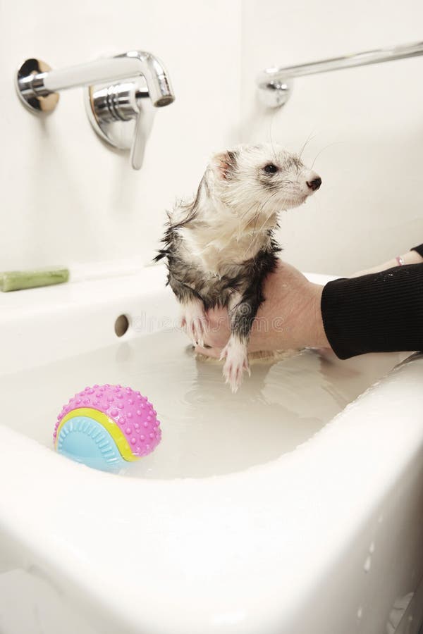 Bathing Nice Ferret Female in Studio Stock Image - Image of odor, baby ...
