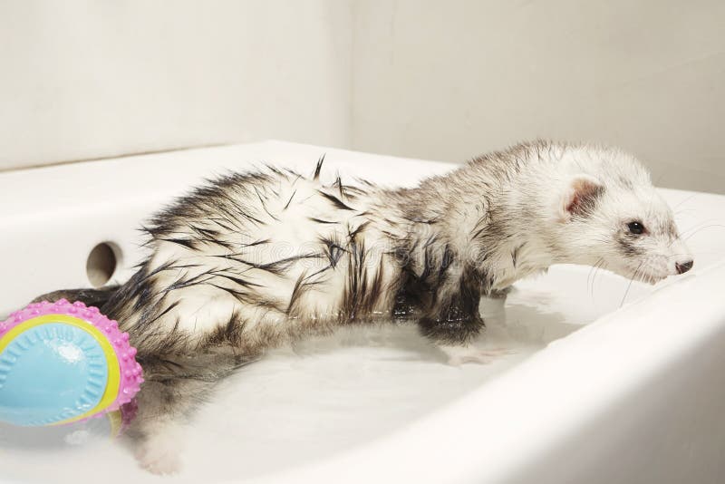 Bathing Nice Ferret Studio Stock Photos - Free & Royalty-Free Stock ...