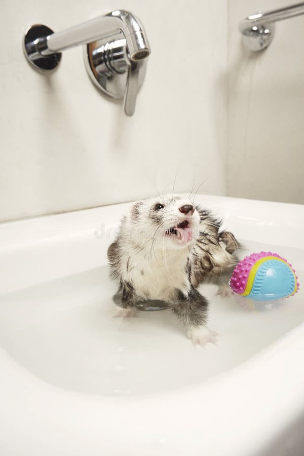 Ferret Bath Stock Photos - Free & Royalty-Free Stock Photos from Dreamstime