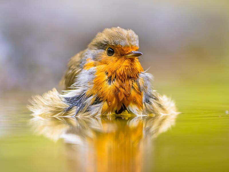 Bathing Red Robin stock photo. Image of looking, bird - 144626360