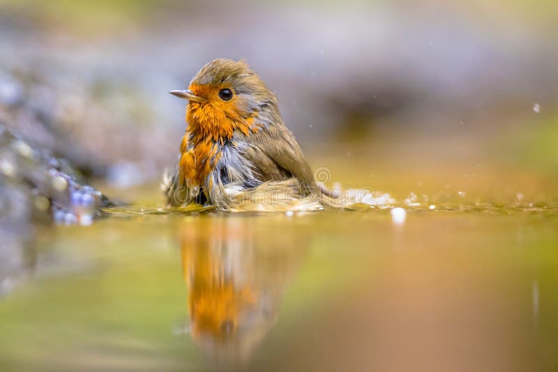 Bathing Red Robin stock photo. Image of close, garden - 89936138