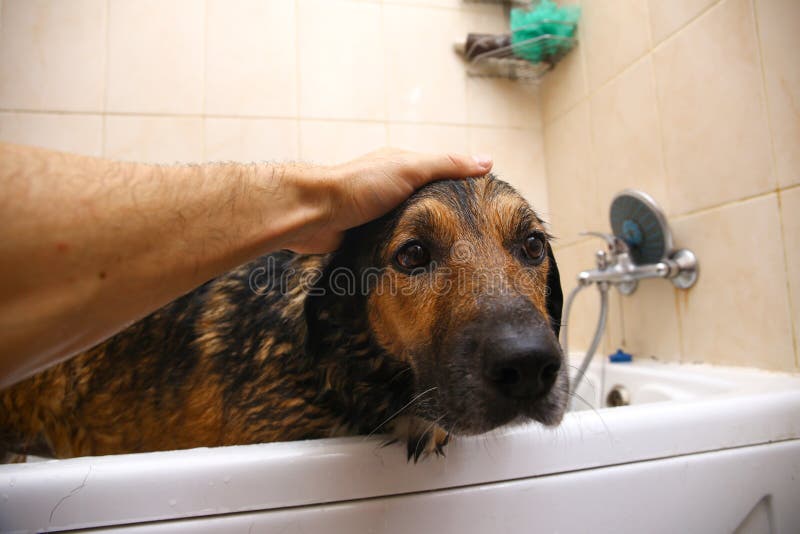 Bathing of the Sad Mixed Breed Dog. Dog Taking a Bubble Bath. Grooming ...