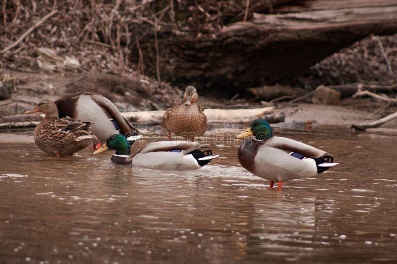 Bathing Scene of Ducks on the Lake Stock Photo - Image of habitat ...